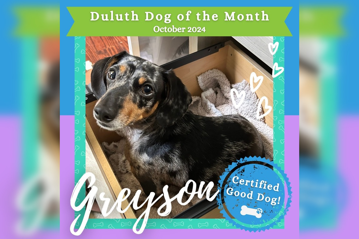 Duluth Celebrates Greyson the Dachshund as October's Dog of the Month,