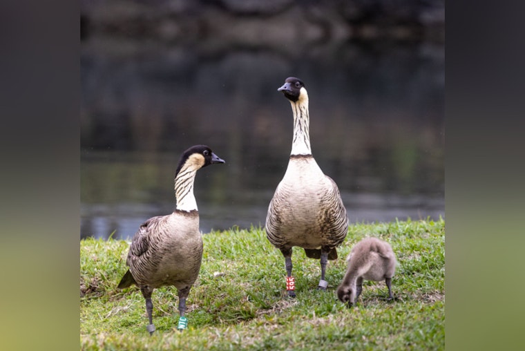 Endangered Nēnē Goose Struck in Hit and Run at Liliʻuokalani Park as