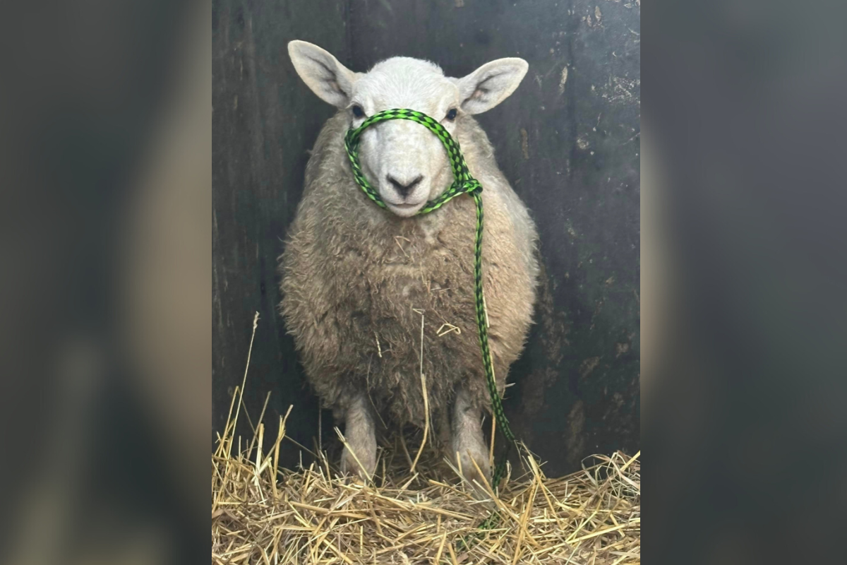 Escaped Sheep Leads Beaver Falls First Responders on Six-Block Chase