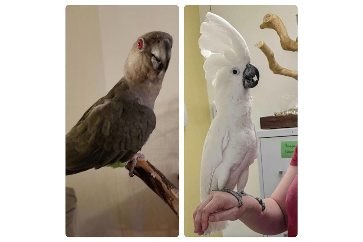 Exotic Bird "Tofu" Reunited with Concord Pet Shop; Search Continues
