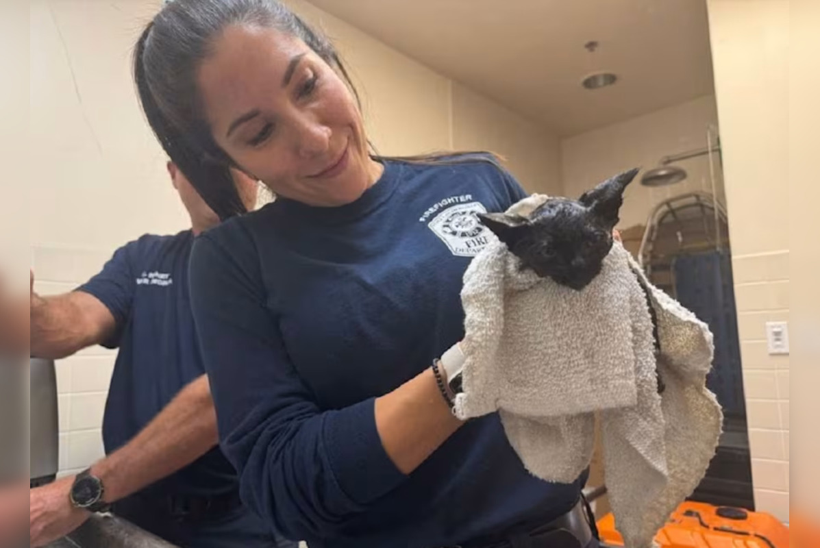Fort Lauderdale Firefighters Save Kitten Named Salem Entangled in Car