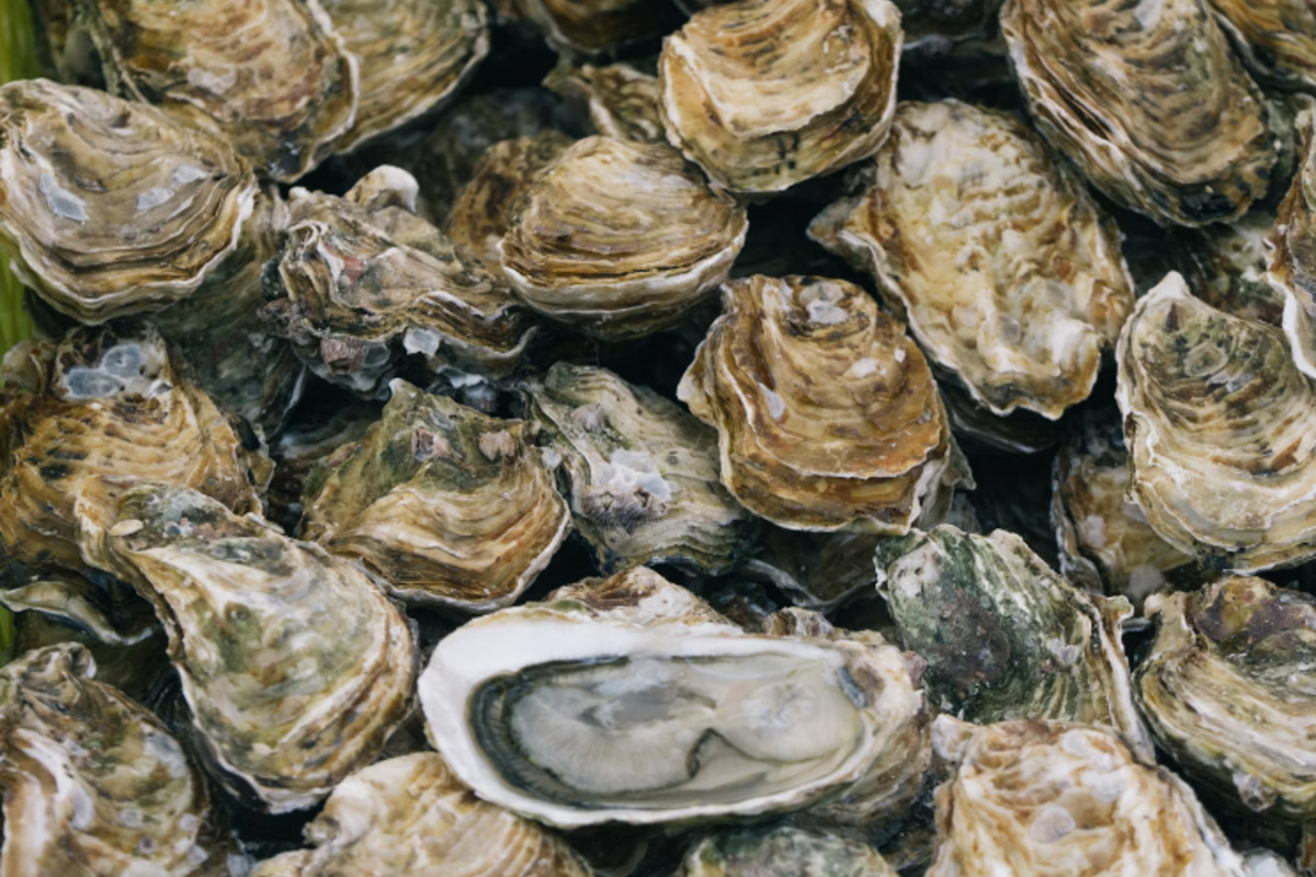 Limited Texas Oyster Harvest Zones Open as Environmental Challenges