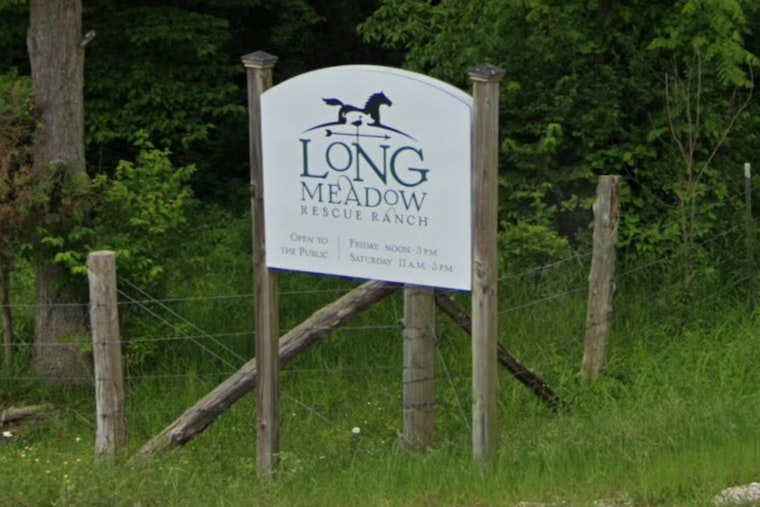 Longmeadow Rescue Ranch Invites Public to Name Resilient Newborn Cria