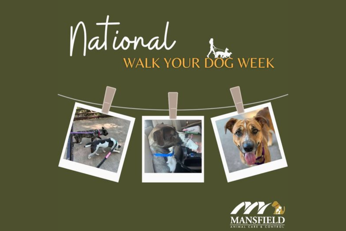 Mansfield Celebrates National Walk Your Dog Week with Outdoor