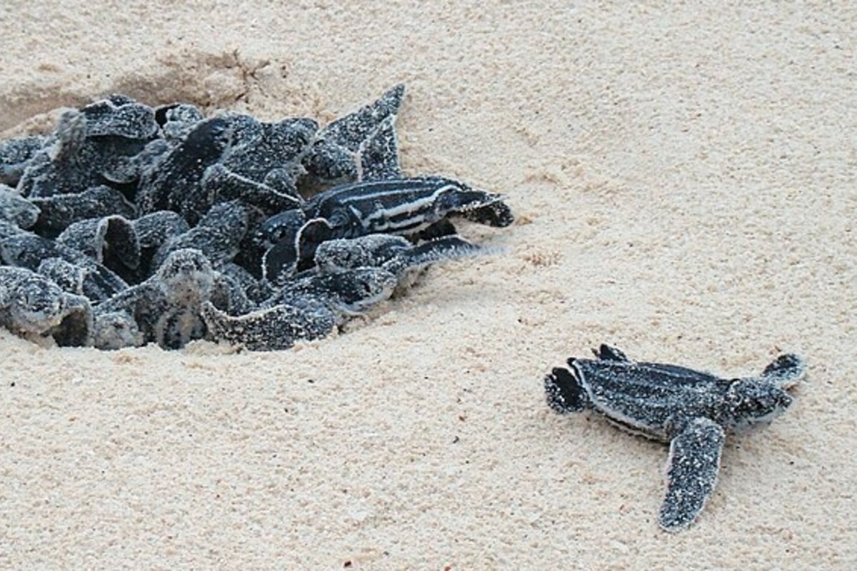 Miami Beach Enhances Sea Turtle Protection with New Lighting Ordinance