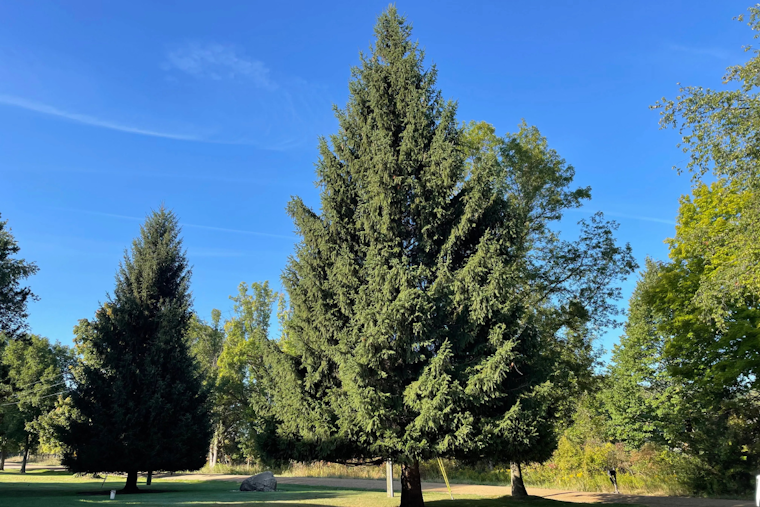 Michigan Awaits Arrival of State Christmas Tree Donated by Eagle