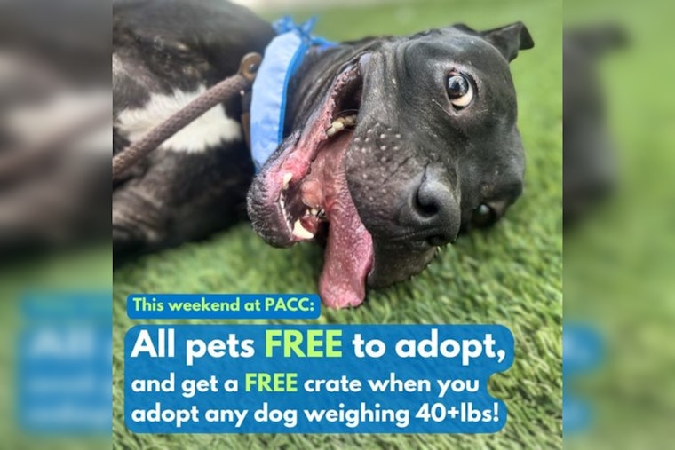 Pima Animal Care Center Offers Free Adoptions and Pet Crates to