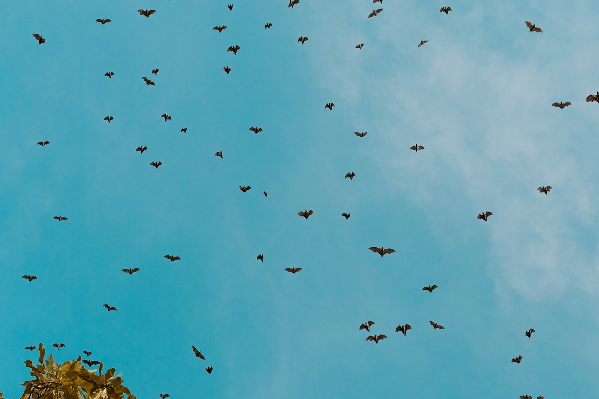 Rabies Scare Prompts Mandatory Evacuation of NAU Dorm as Bat