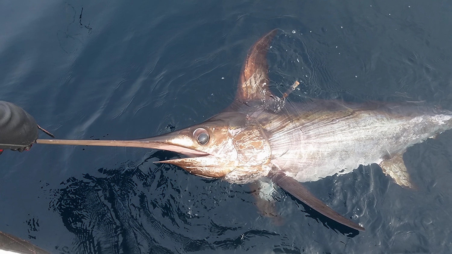 VIDEO: San Diego Fishermen Reel in Colossal 492-Pound Swordfish,