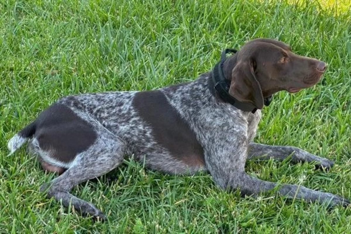 Search Suspended for Missing K-9 Officer Kash in Davis County, Public