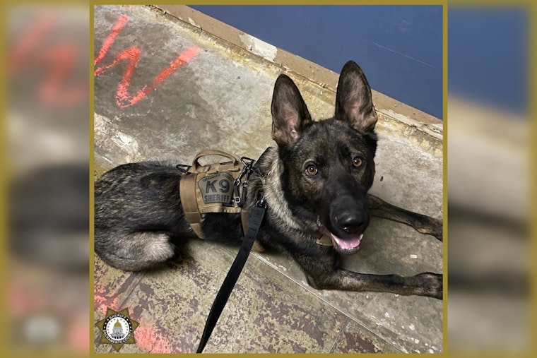 Suspect Accused of Assaulting Police K9 and Resisting Arrest in