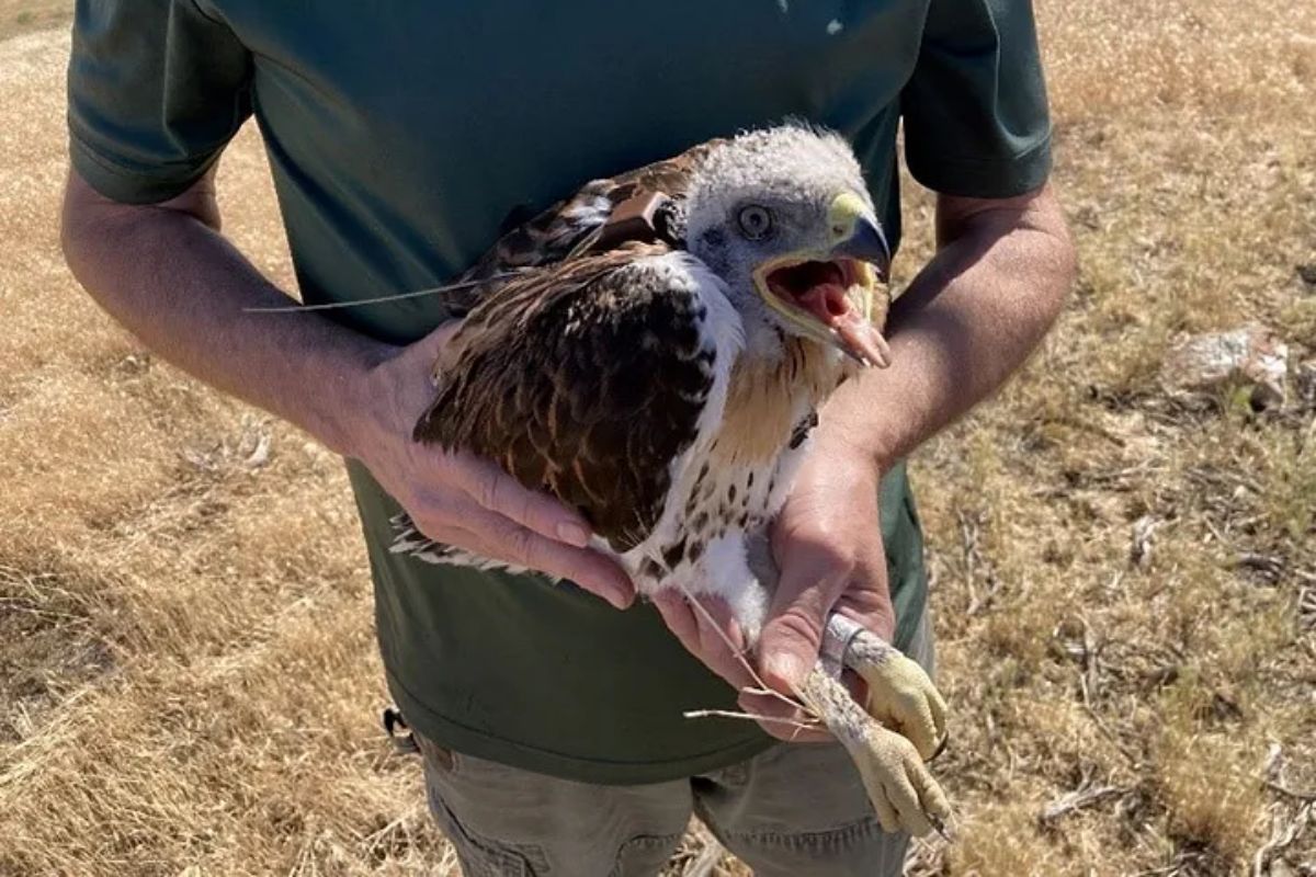 WDFW Biologists Track Endangered Hawks to Aid Conservation Efforts