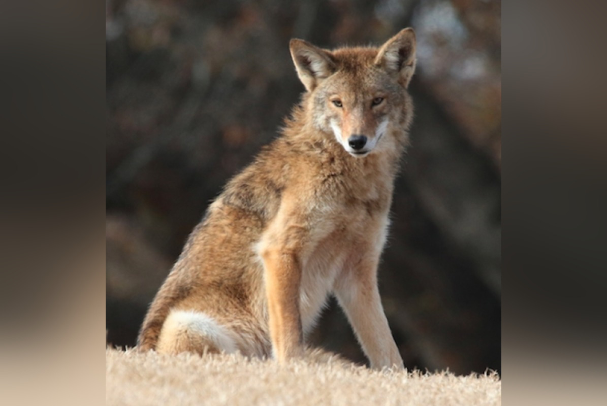 "Wildlife 101: Coyotes on the Move" - Free Educational Talk in Milton