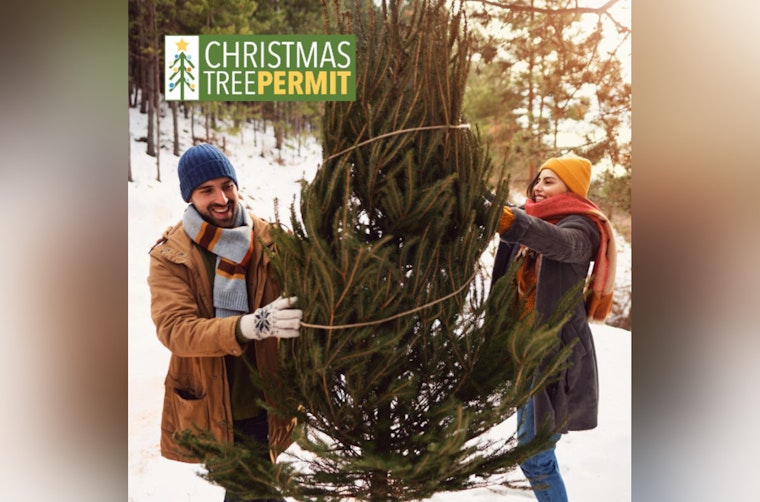 Arizona National Forests to Offer Christmas Tree Cutting Permits,