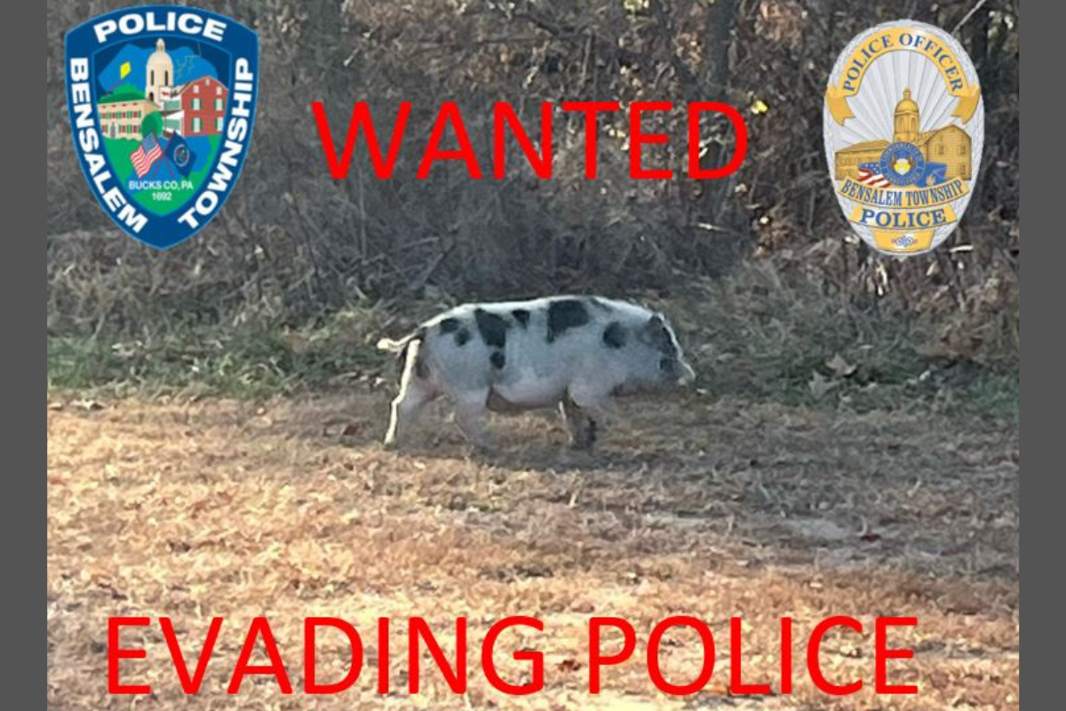 Bucks County Charmed by Elusive 'Slippery Swine': Bensalem Police Lead