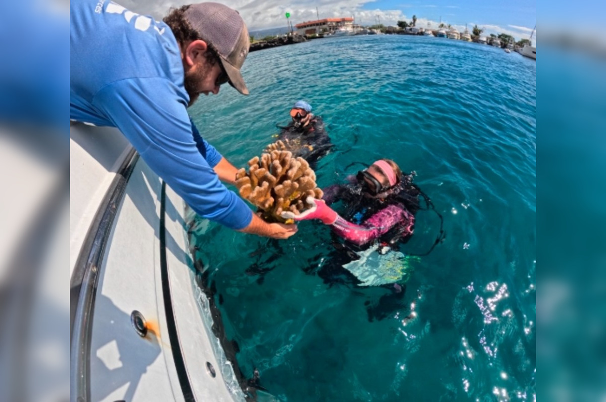 Conservationists and Scientists Collaborate to Relocate Mature Coral