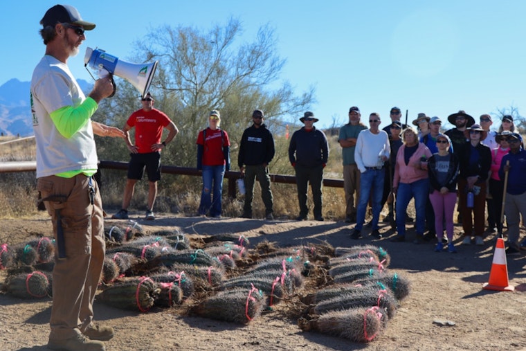 Efforts to Replant Arizona's Saguaro Cacti Surge Forward Four Years