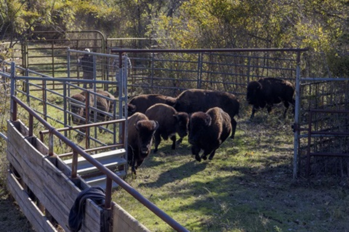 Fort Worth Nature Center Conducts Annual Bison Health Checks with