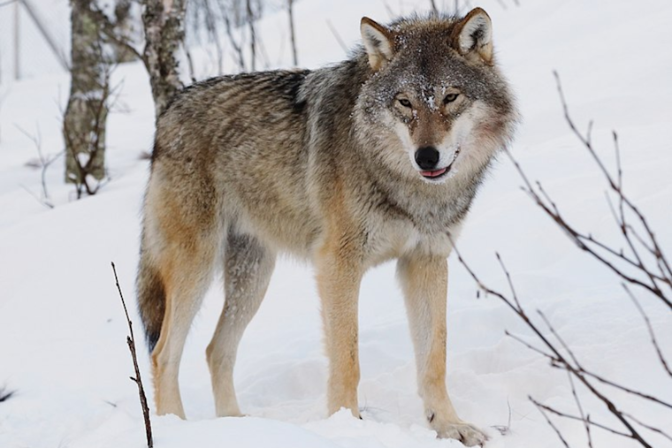 Gray Wolf Spotted South of I-70 in Colorado, Marking a Milestone in