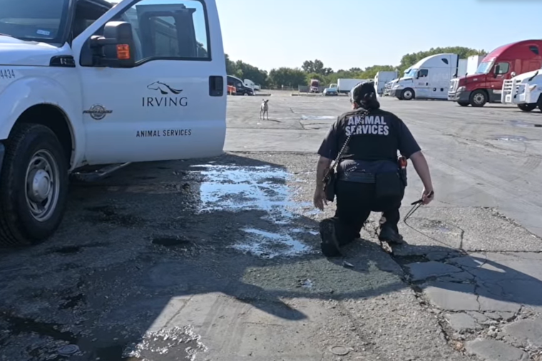 VIDEO: Irving Police Department Invites Community to Pursue Animal