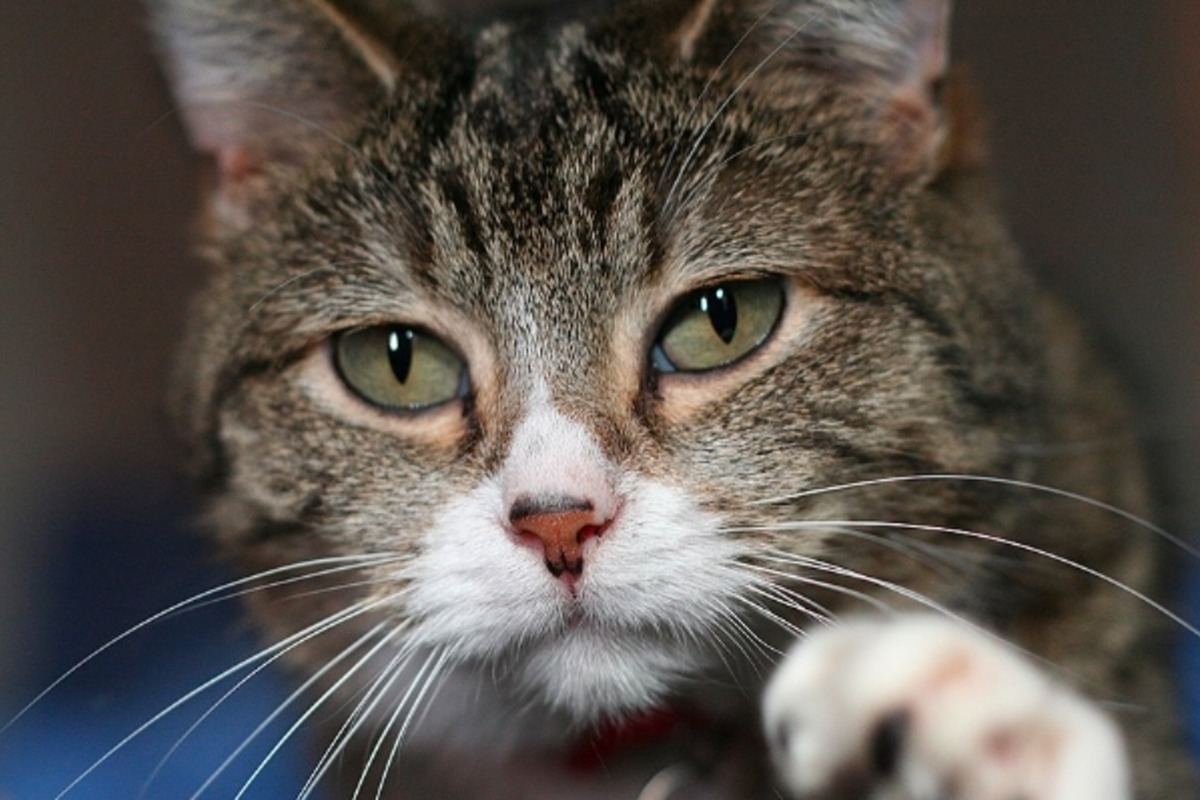 New York to Ban Sales of Dogs, Cats, and Rabbits in Pet Stores to Curb