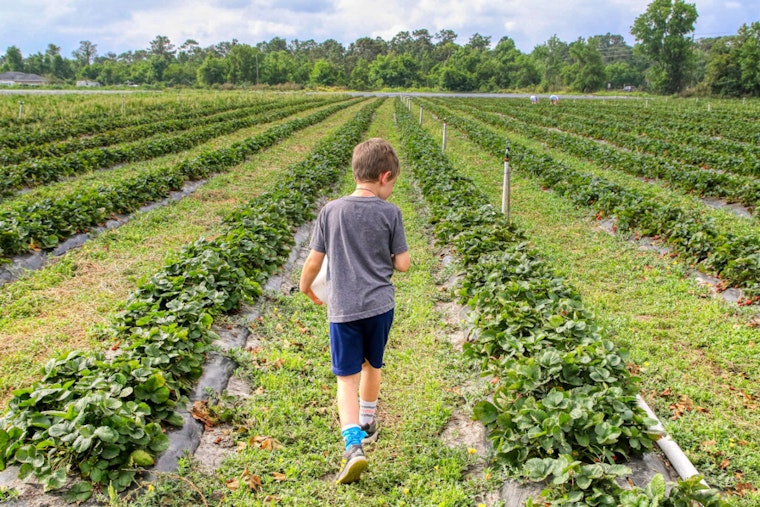 North Shore Celebrates Agriculture and Family Fun at Kuilima Farm's