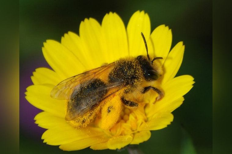 Oklahoma and Texas Home to Newly Discovered Mining Bee Species,