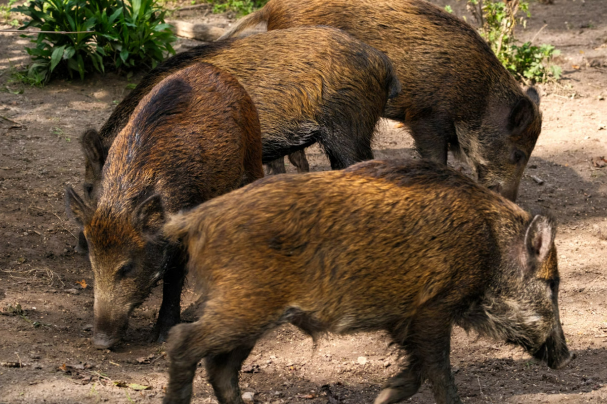 Port St. Lucie Neighbors on Edge as Wild Boar Sightings Rise