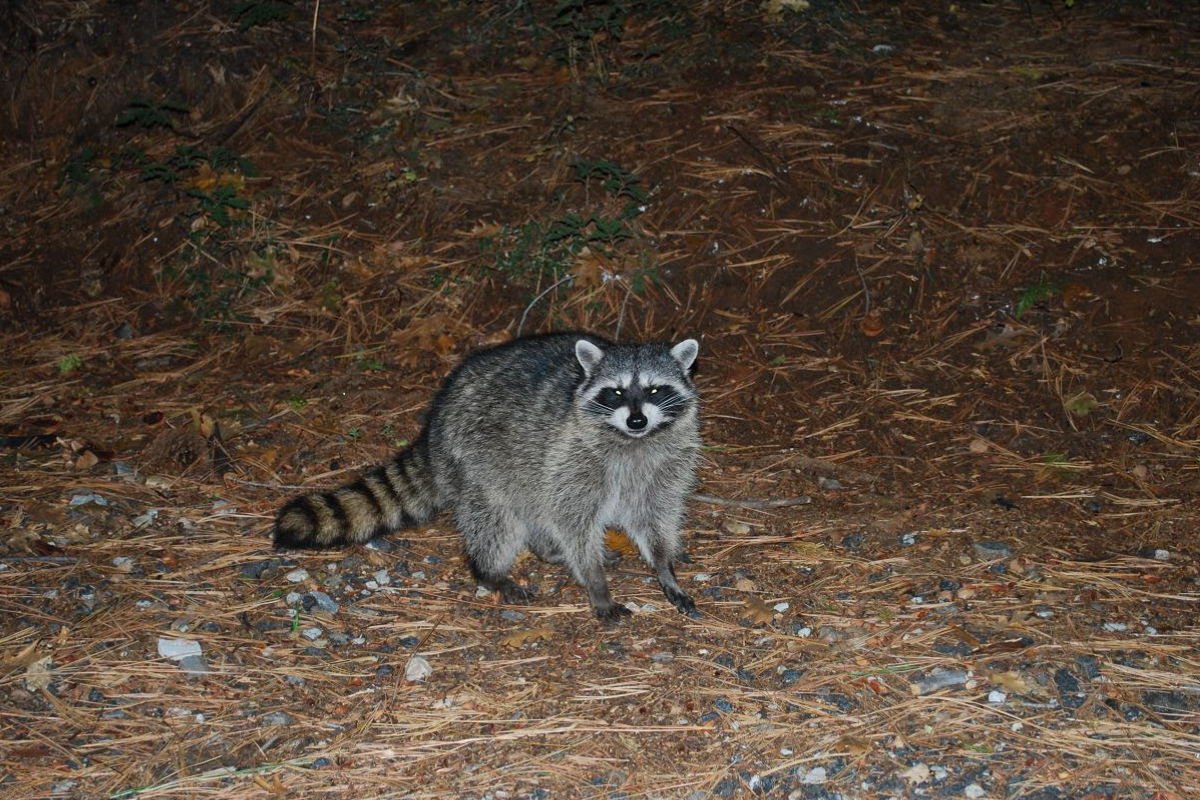 Rabies Alert Issued in Pasadena, Anne Arundel County After Raccoon