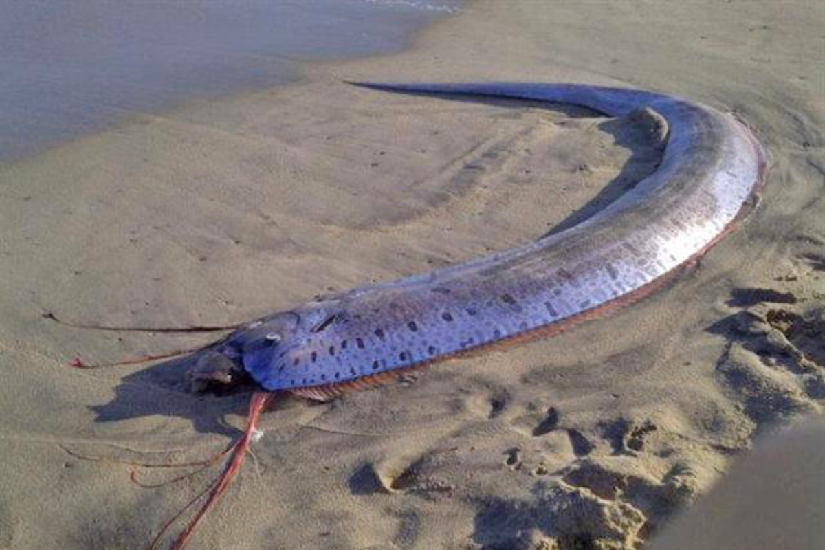 Rare Oarfish Discovered on the Shores of Encinitas Provides Fresh