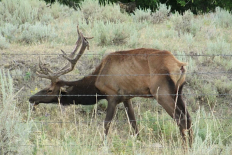 Second Case of Chronic Wasting Disease Detected in Spokane County,