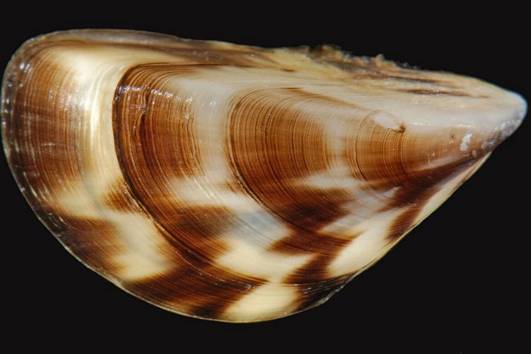 Study Links Zebra Mussel Invasion to Increased Mercury in Minnesota