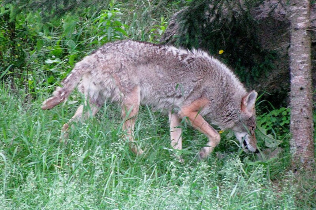UPDATE: San Leandro Police Safely Relocate Injured Coyote, Advise