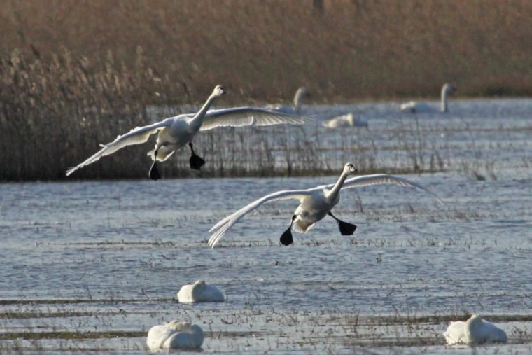 Washington State Launches Drone Surveys for Waterfowl Monitoring in