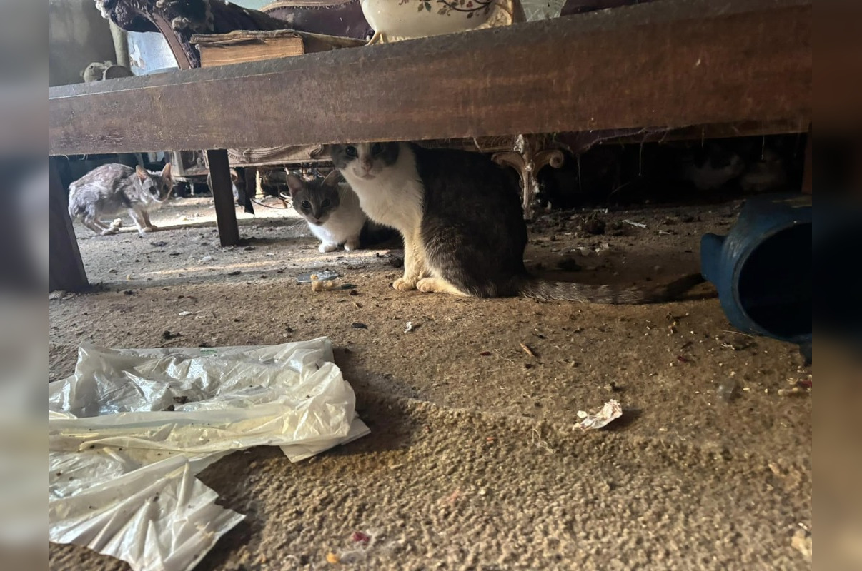 ACCT Philly Advocates for Over 30 Cats Rescued from South Philadelphia