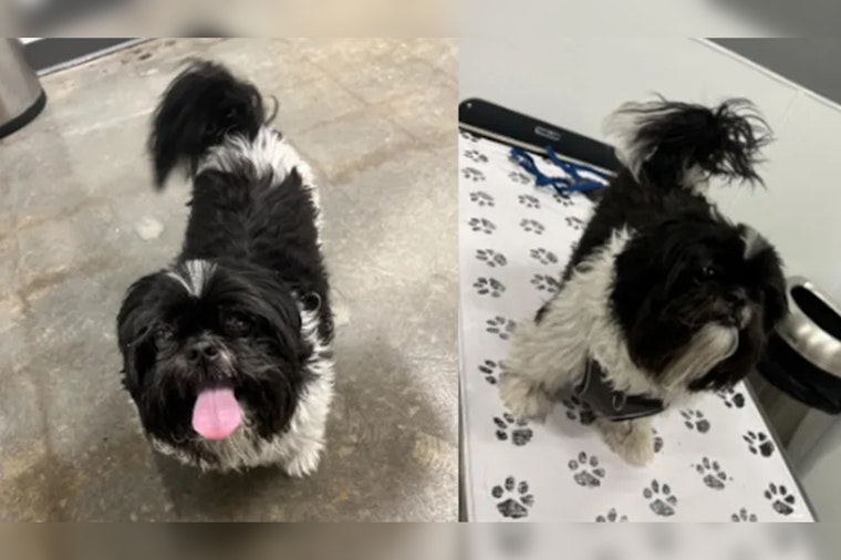 Atlanta Woman Offers $1,000 Reward for Return of Beloved Shih Tzu