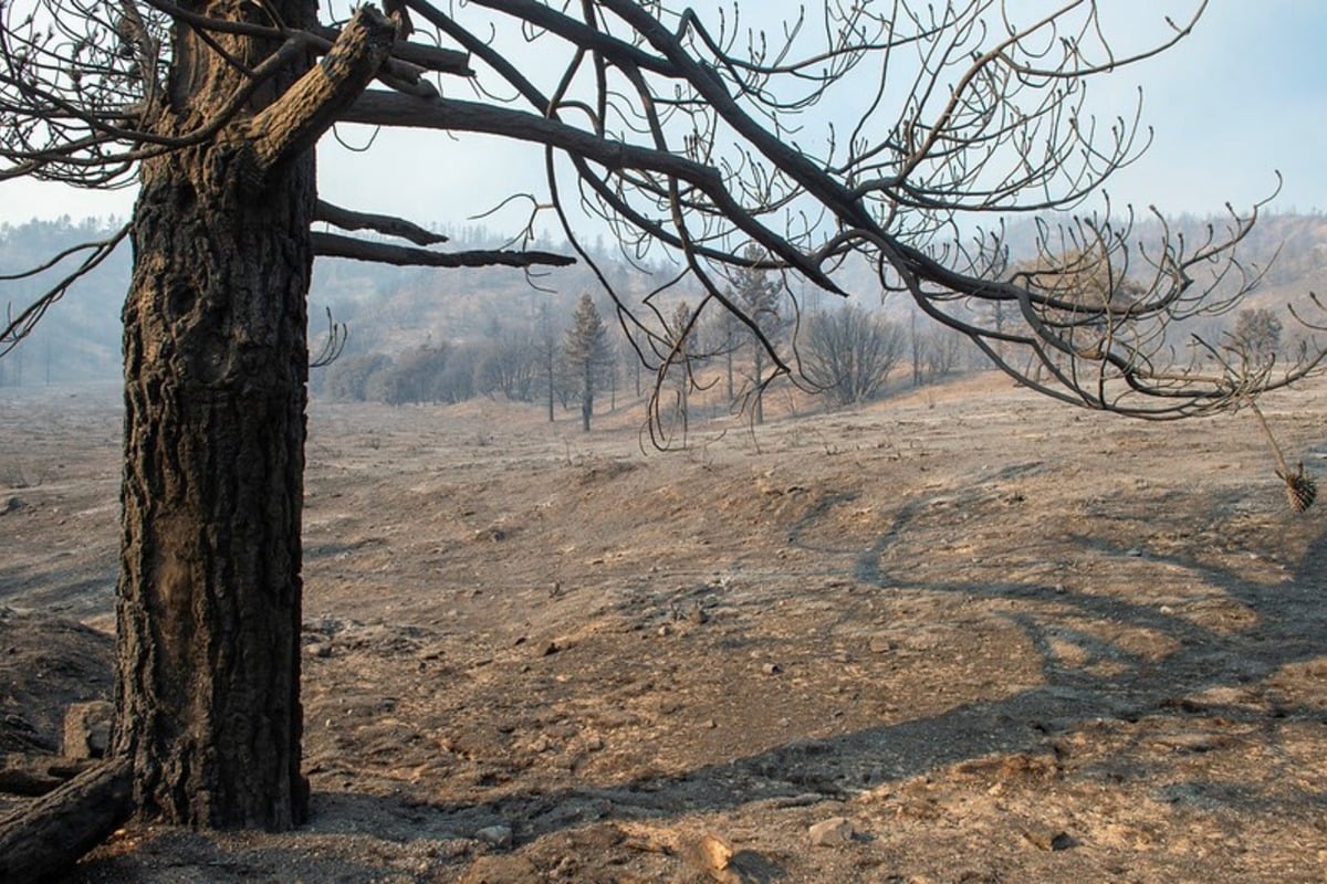 Final Call for Bridge Fire Victims: Apply for SBA Disaster Loans