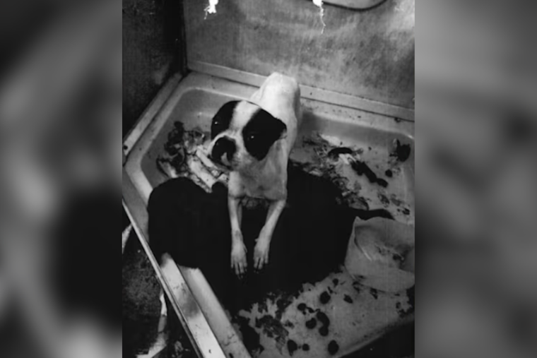 Florida Women Charged with Animal Cruelty After 32 Dogs Found in Poor