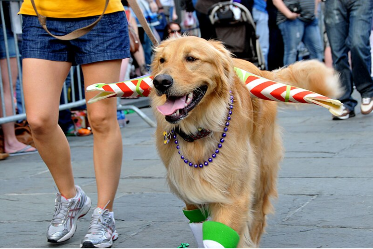 Furry Festivities Ahead: Mt. Adams's Annual Reindog Parade to Delight
