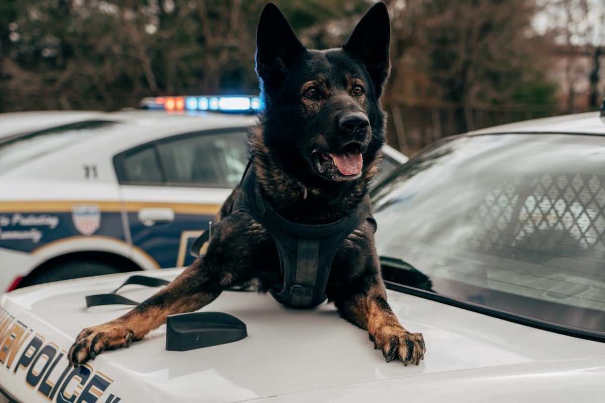 Glendale Police Lead Maricopa County in Funding Retired K-9 Officers'