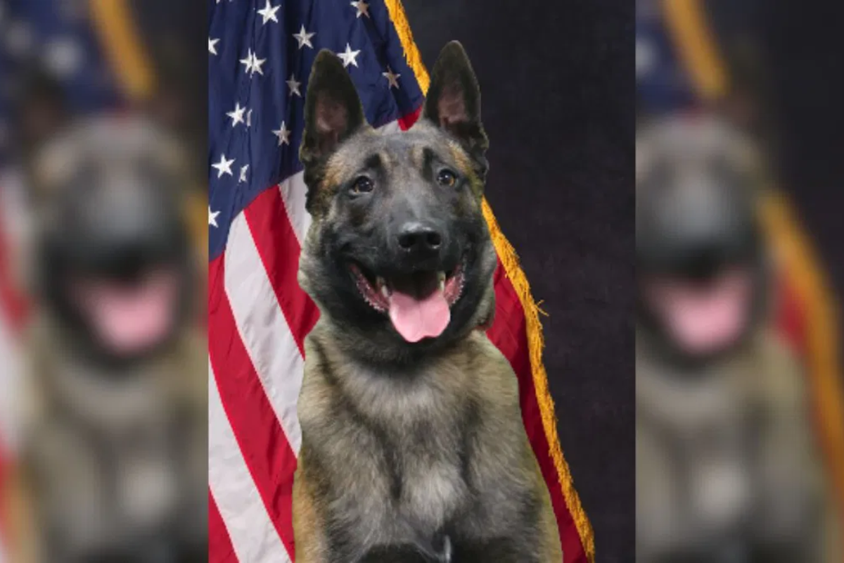 K-9 Hero Riggs Assists in Arrest of Armed Felony Suspect in Colorado