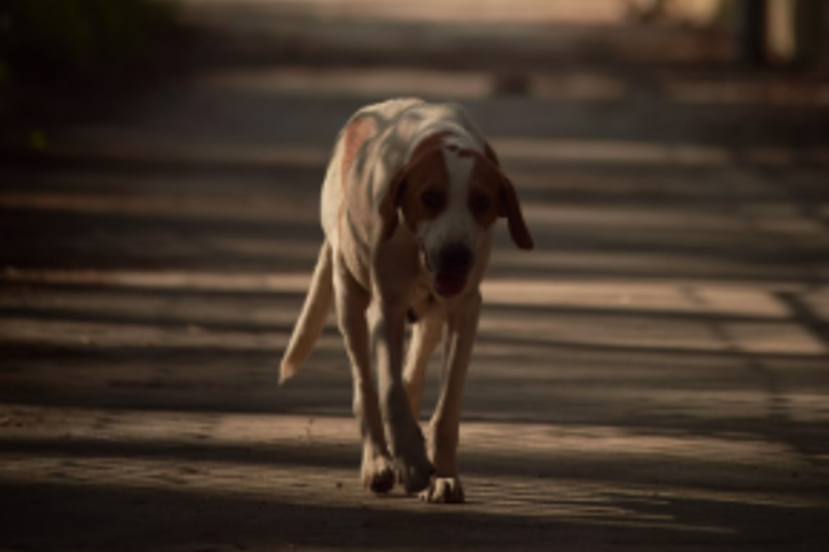 Liberty County Residents Confronting Rising Stray Dog Attacks, Liberty County Residents Confronting Rising Stray Dog Attacks,