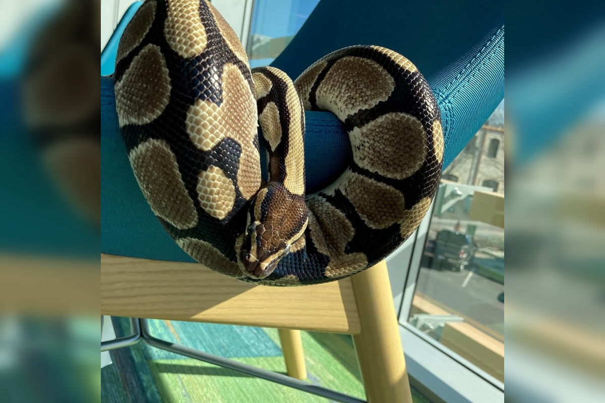 Round Rock Public Library Honors Retiring Ball Python Rocksssanne