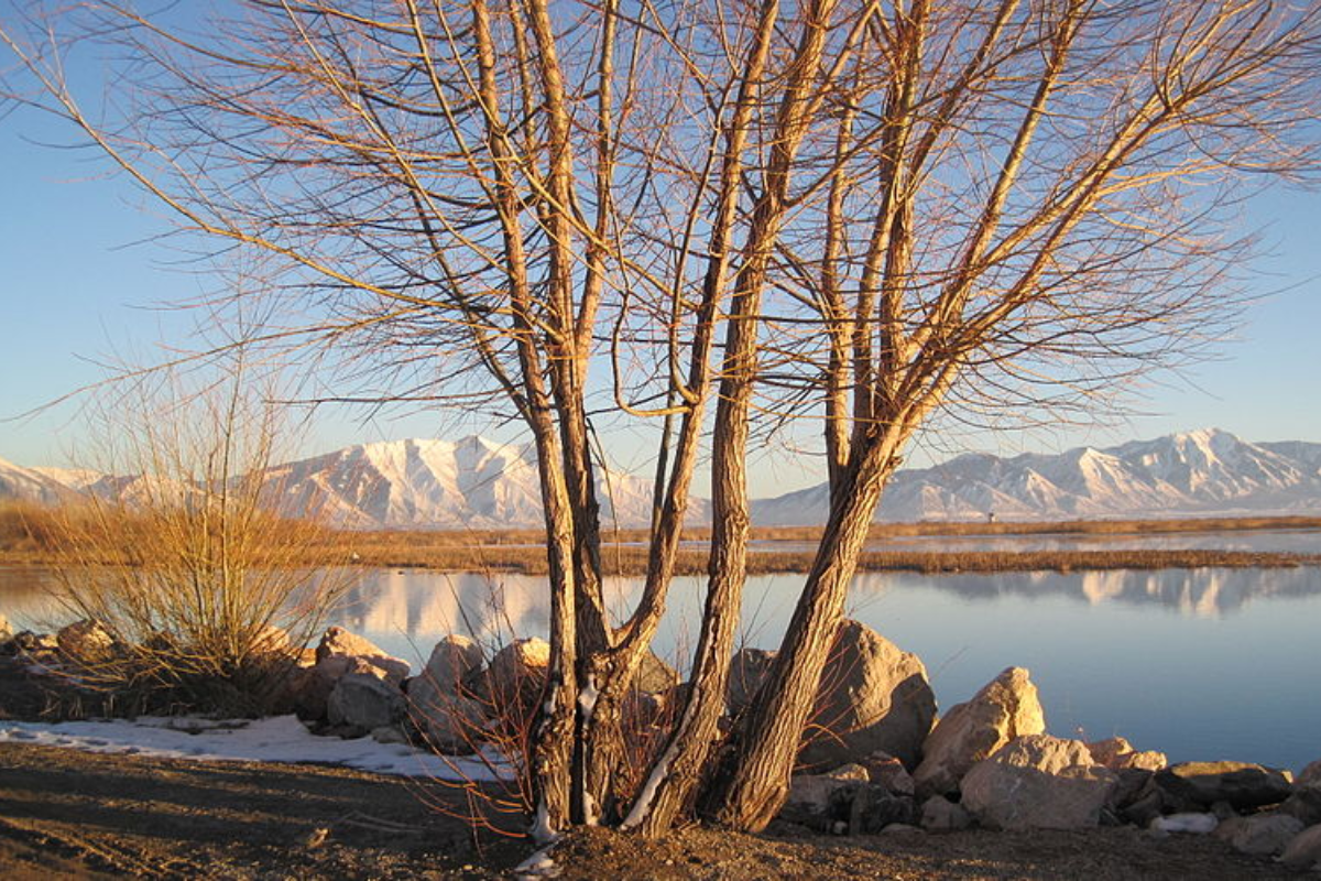 "The Great Carp Hunt" in Utah Lake to Award Anglers with $1,000 Prizes