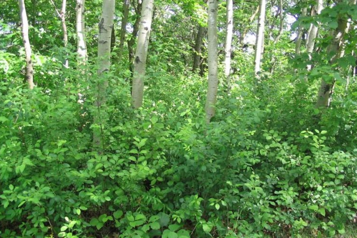 University of Minnesota Research Suggests Native Grasses Could Curb