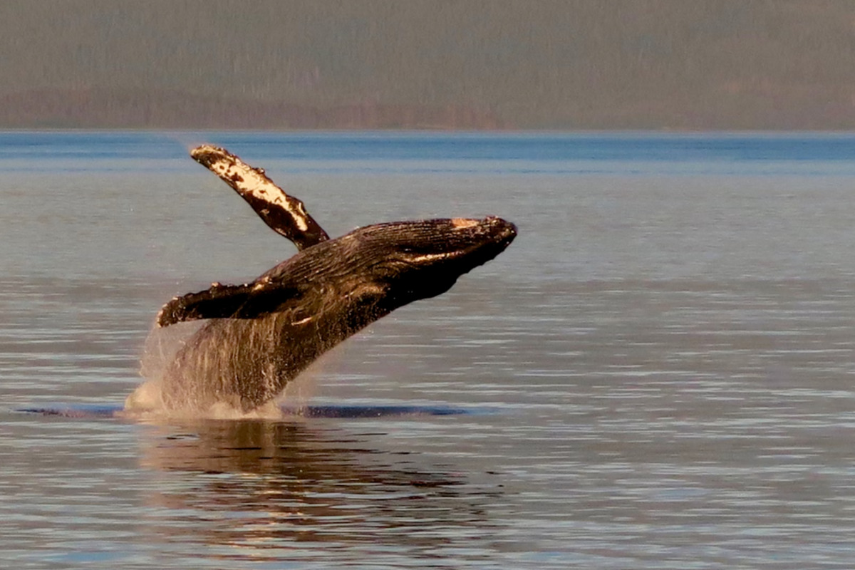 Unprecedented Spike in Humpback Whale Strandings in Massachusetts