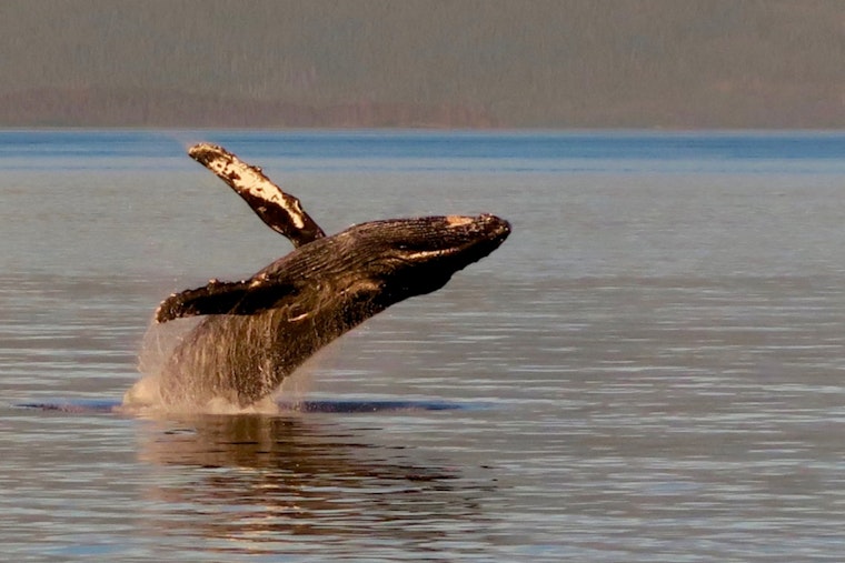 Unprecedented Spike in Humpback Whale Strandings in Massachusetts
