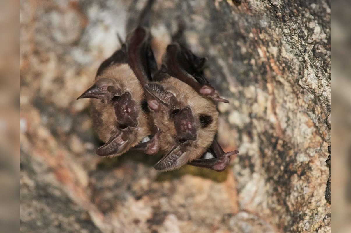 Austin Nonprofit to the Rescue: Bats Saved from Adhesive Bird
