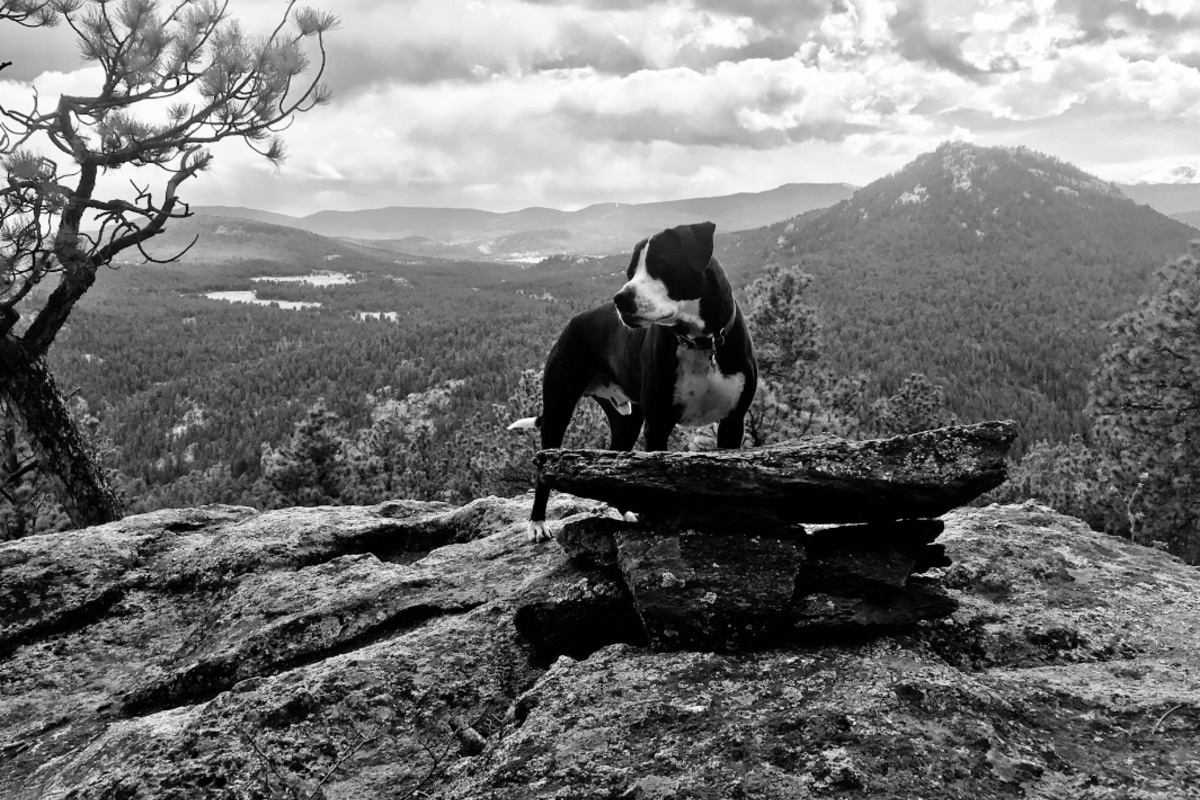 Colorado Pooch Patches Appears Near Mexico After 4-Year Odyssey from