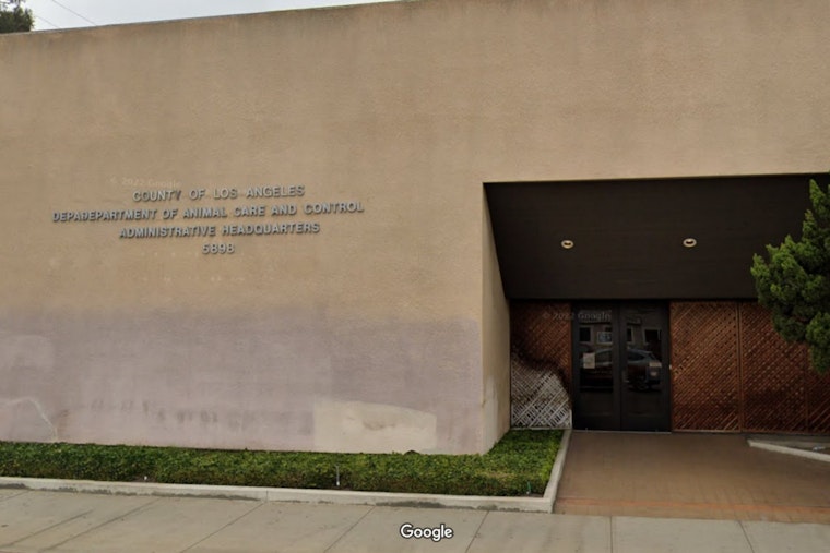 Compton Dog Attack Highlights Urgent Need for Responsible Pet